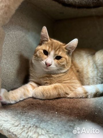 Котегок мальчик Оззи 5 мес