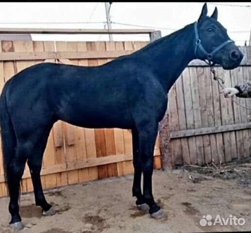 Жеребец Русский Рысак