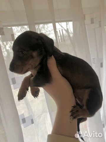 Щенки таксы