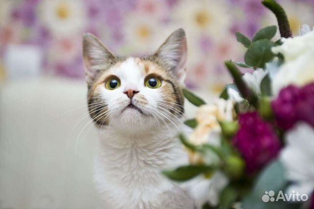 Кисонька ищет дом