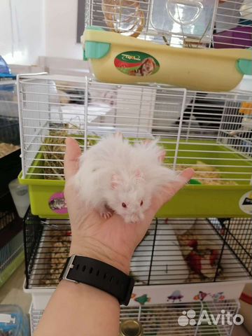 Сирийский хомяк ручной