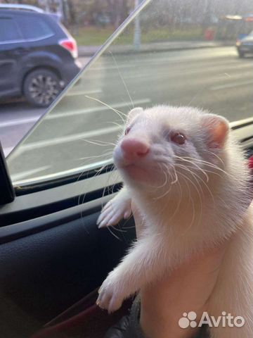 Белый хорёк