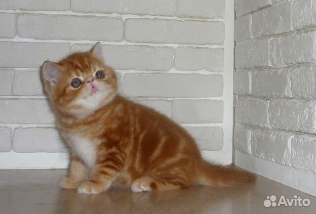 Котик Мишаня