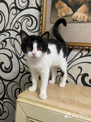 Котенок в добрые руки