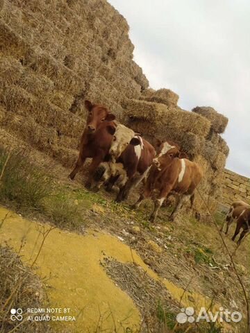 Быки тёлки на откорм