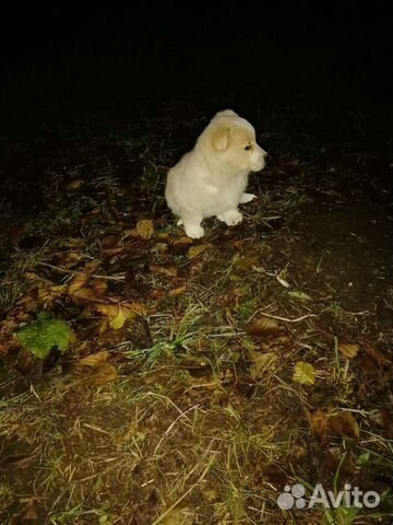 Отдам бесплатно двух мальчиков щенков