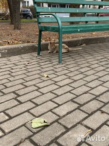 Котик