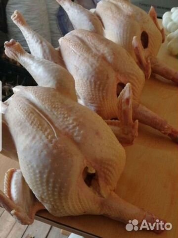 Индюки индюшки индейки