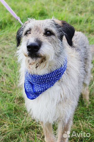 Тиша может умереть в приюте