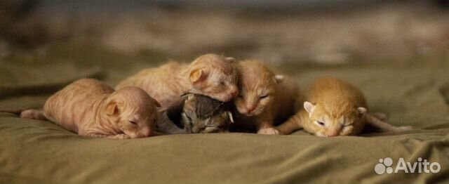 Котята донского сфинкса бронь