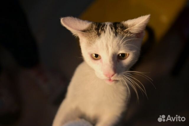 Котенок 4 месяца в добрые руки