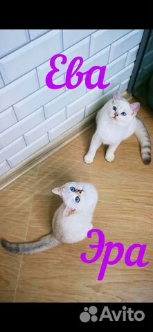 Котята Ева Эра Баунти