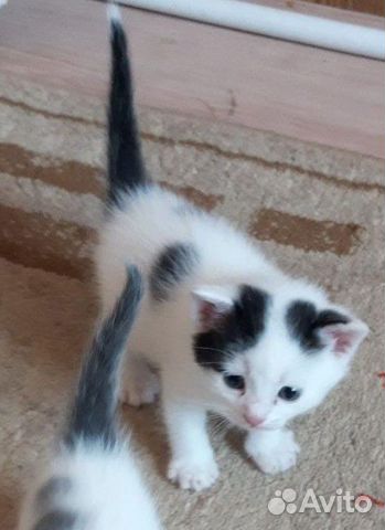 Котенок мальчик 1месяц в добрые руки