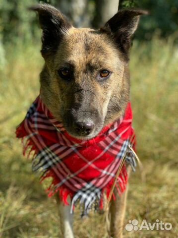 Даша даст фору корги