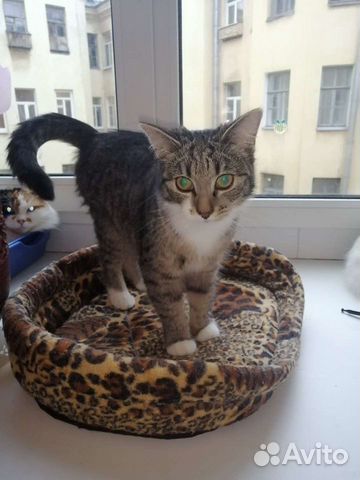 Котята в добрые руки мальчик и девочка, очень ласк