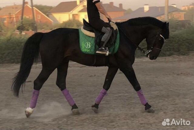 Жеребец Англо-рысак 2012г