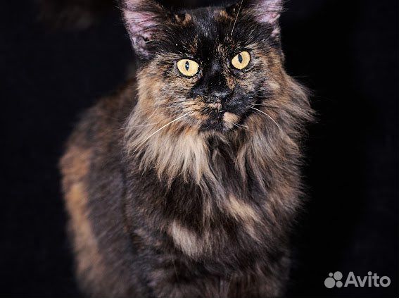 Кошка Герда ищет дом