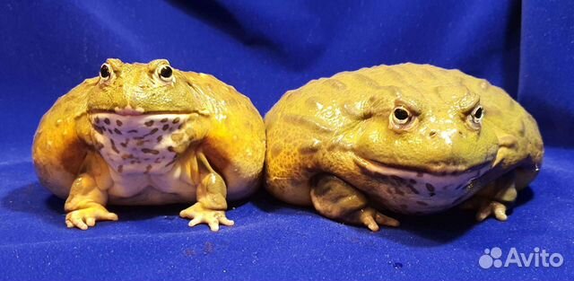 Лягушка водонос