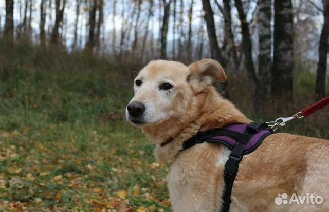 Собаки бесплатно