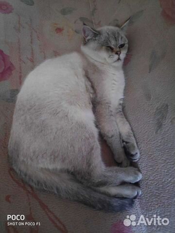 Кошки