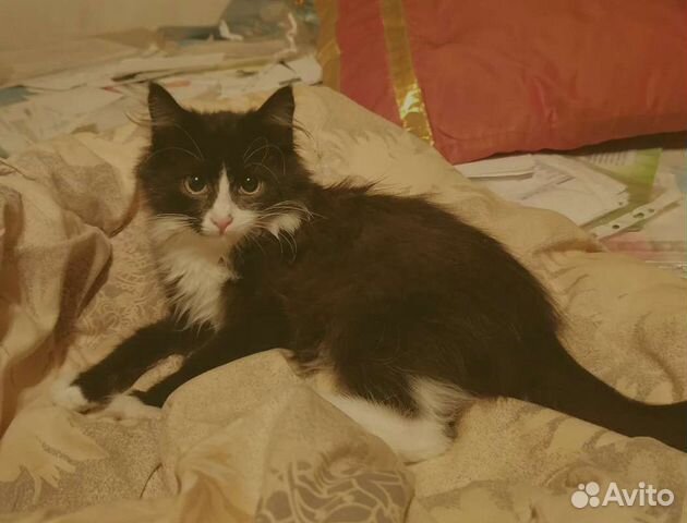 Ласковая пушистая малышка-охотница ищет дом