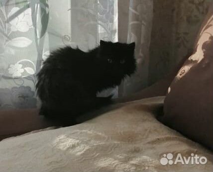 Отдам котенка в добрые руки