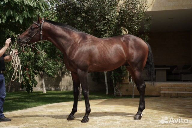 Английский чистокровный жеребец