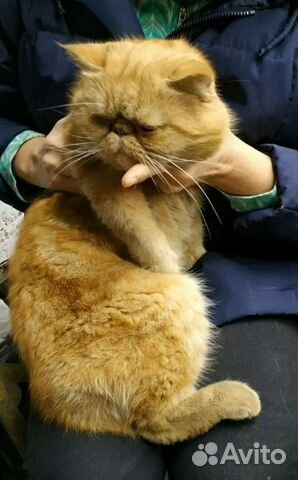 Рыжая персияночка