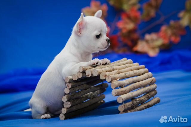 Очень нежный малыш