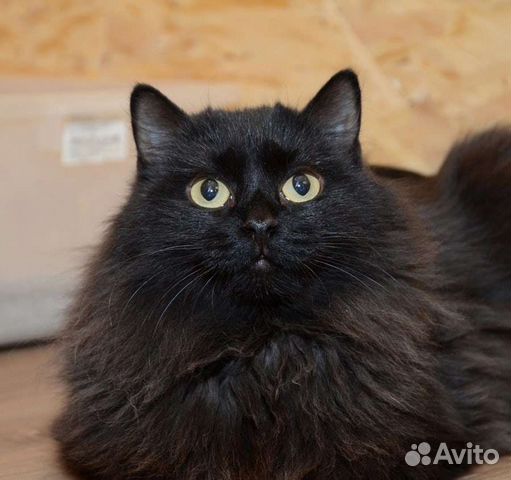 Роскошная кошка Муза. Привезём