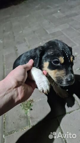 Щенок-найденыш. Похож на щенка ротвейлера