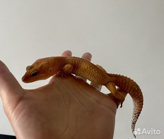 Зублефар и террариум