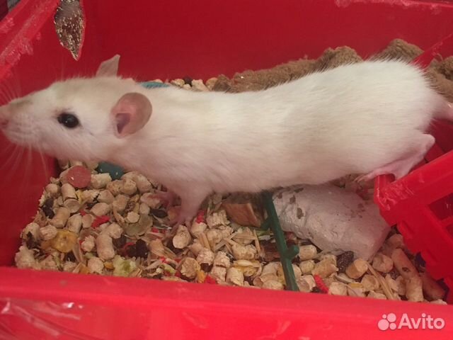 Крыса дамбо