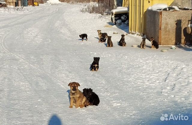 Щенки бесплатно