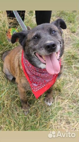 Ищет дом шикарный пёсель