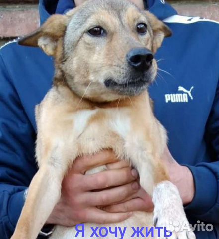 Собаки бесплатно в добрые руки