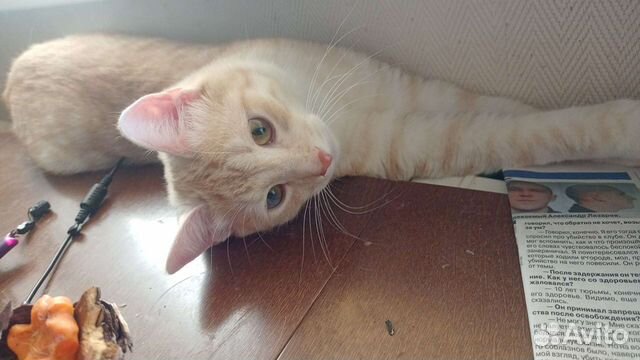 Миниатюрная персиковая кошечка ютится в подьезде