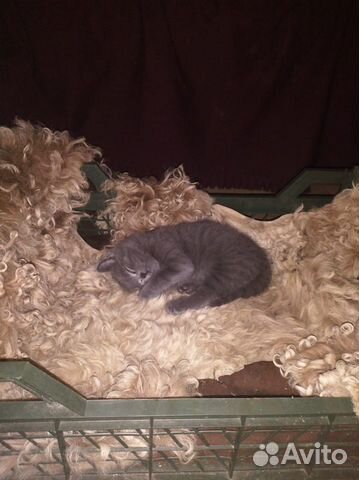 Котенок серый