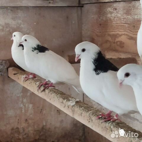 Голуби