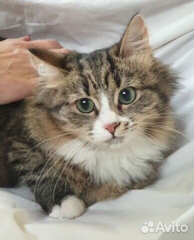 Сибирская малышка Маруся