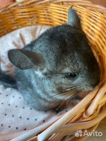 Шиншилла 3 месяца девочка
