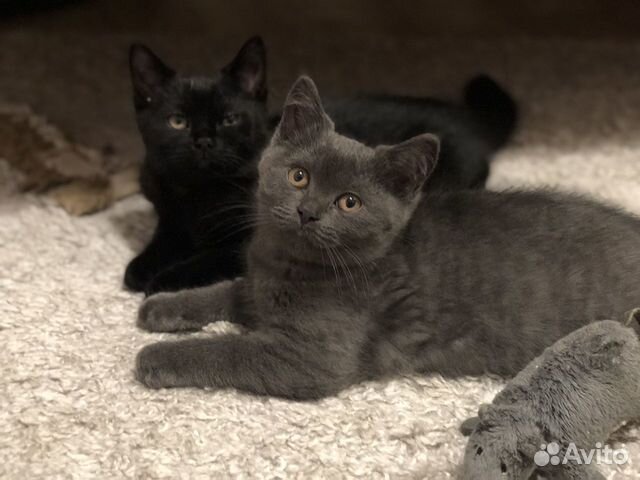 Персидские котята кошка
