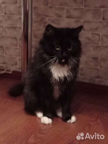 Котёнок (1,5 года) в добрые руки