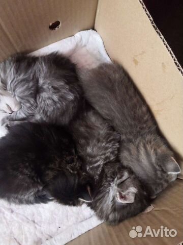 Кошки в добрые руки