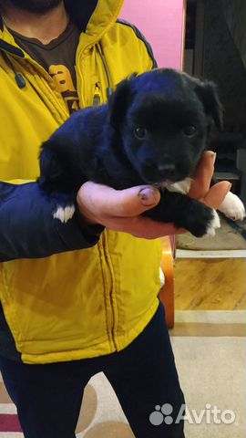 Щенок девочка отдам бесплатно