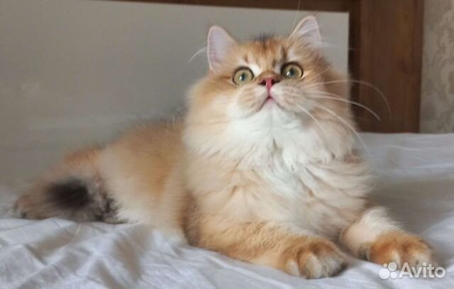 Британский дш котик