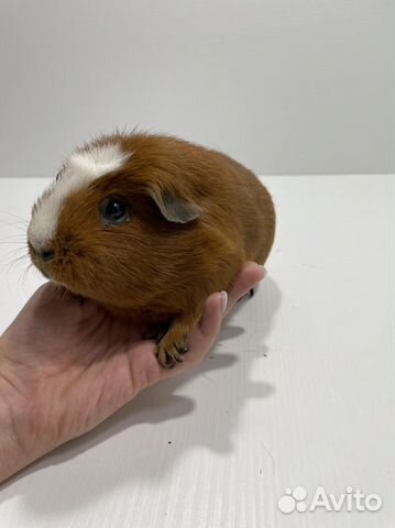 Морская свинка с клеткой самка