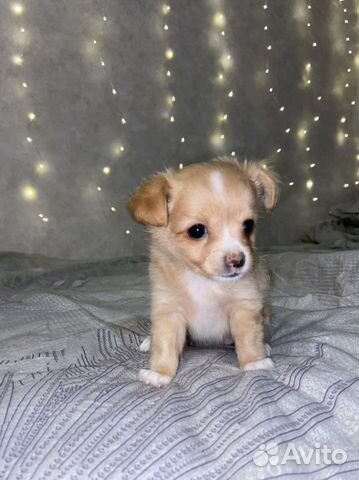 Длинношерстные чихуахуа щенок (девочка)