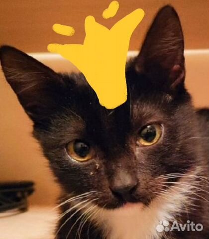 Черно-белое счастье ищет дом