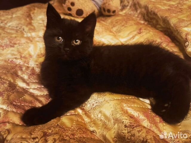 Кошка